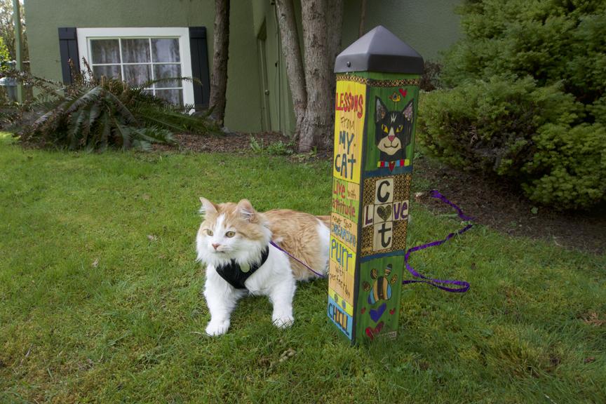 Lessons From My Cat Art Pole - 20" – Painted Peace - the Art of ...